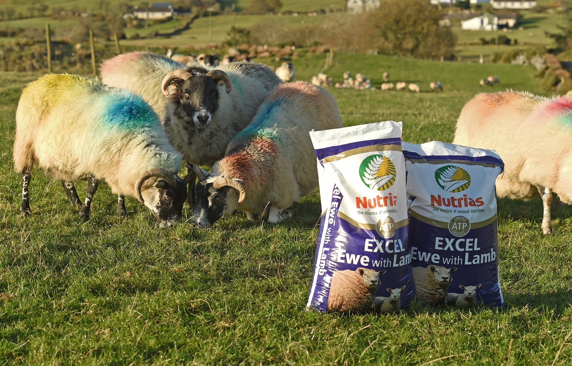 Top Tips for Feeding Ewes Pre-Lambing – homeland-ie