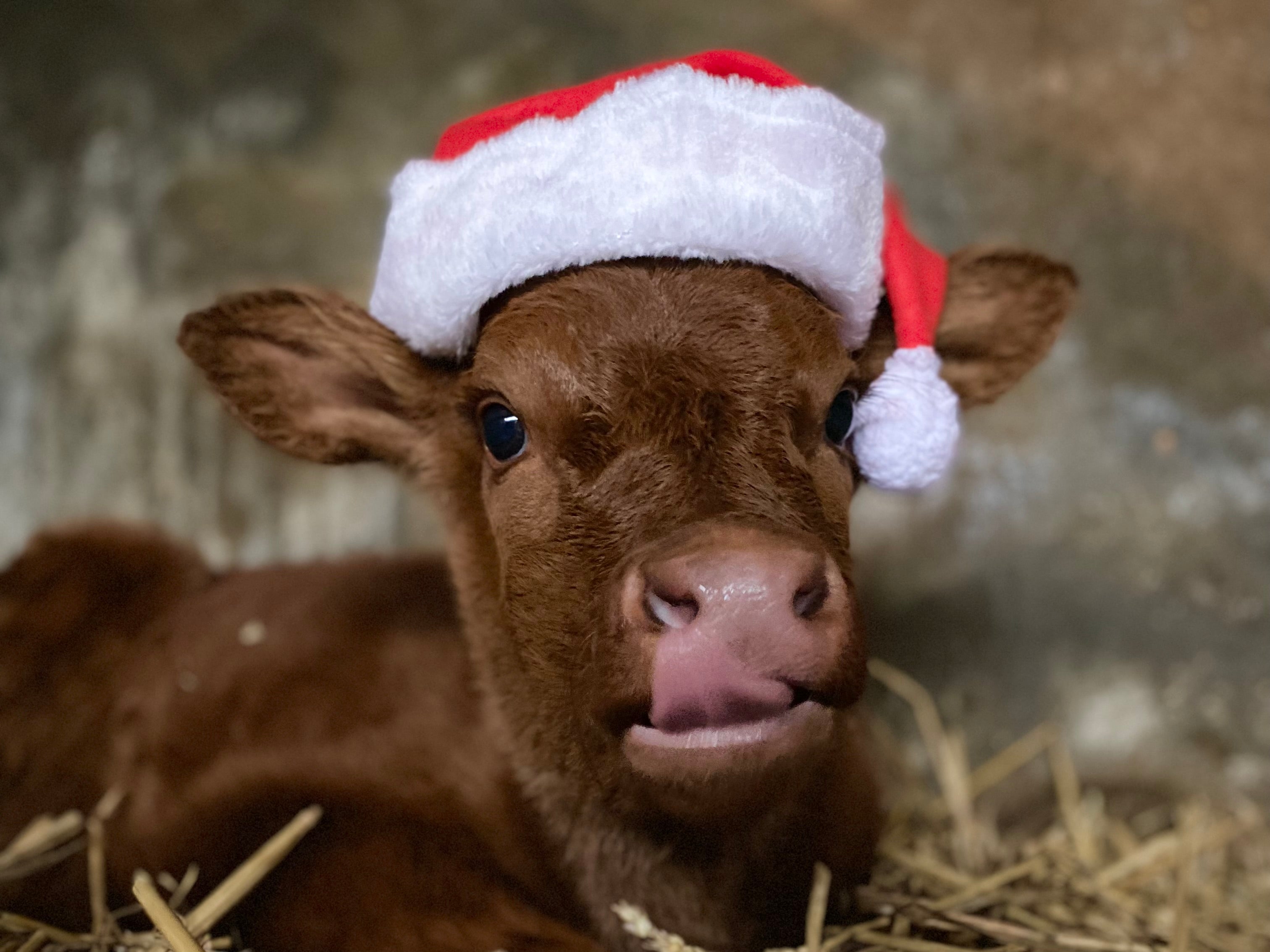 Steps to Reduce Time Spent Feeding Stock over Christmas – homeland-ie
