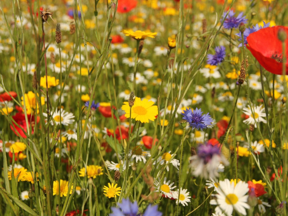 Sowing a wildflower meadow – homeland-ie