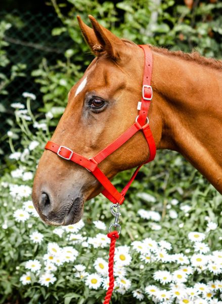 Nylon Headcollar Cob - Red – homeland-ie