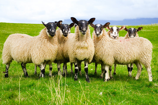 Homeland Stores – homeland-ie