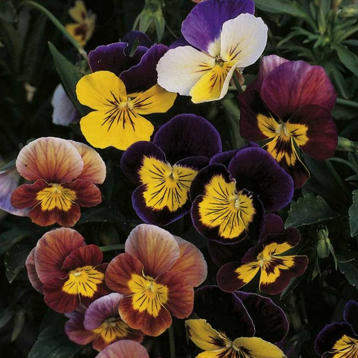 Viola Fancy Shades Mix Flower Seeds – homeland-ie
