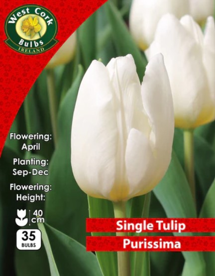 Tulip Purissima 35 Bulbs – homeland-ie