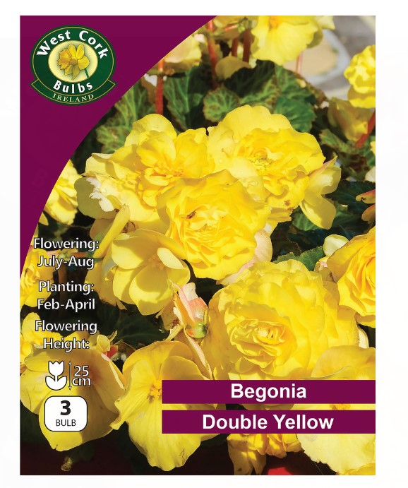 Begonia Double Yellow - 3 Bulbs – homeland-ie