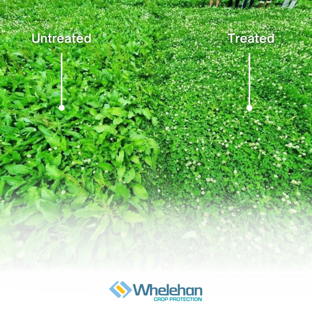 Proclova XL Pack – homeland-ie